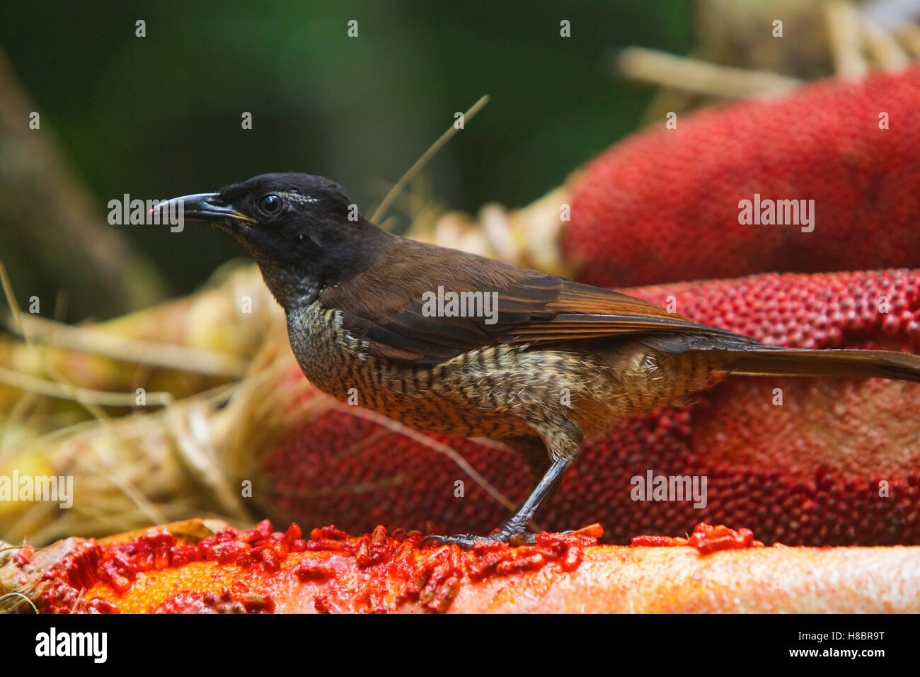 Western Parotia (Parotia sefilata) female feeding on fruit, New Guinea ...