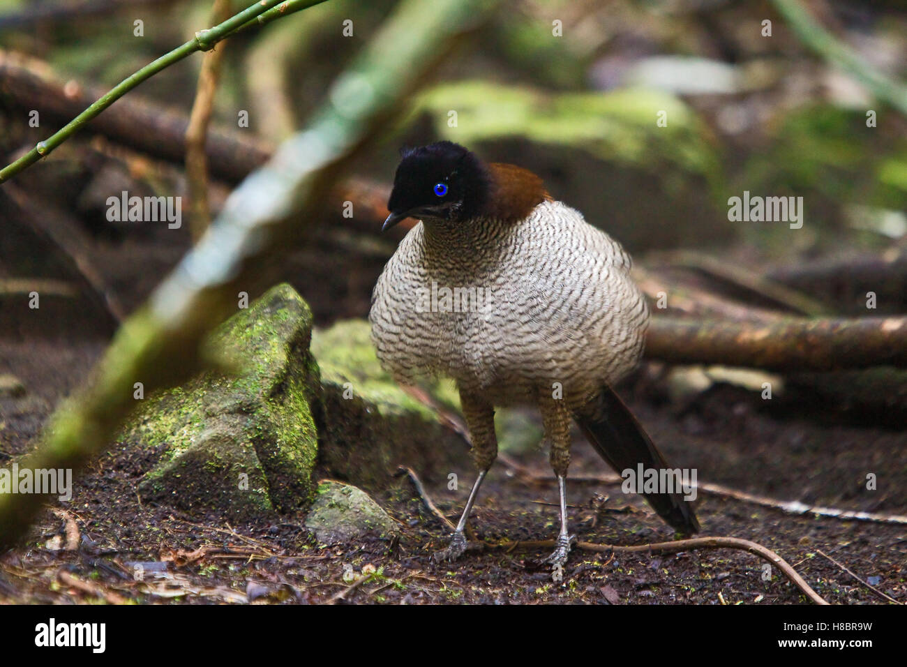 Western Parotia (Parotia sefilata) male courting, New Guinea, Papua New ...