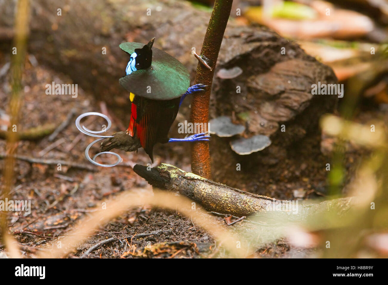 Wilson's Bird-of-paradise (Cicinnurus respublica) male courting, New ...