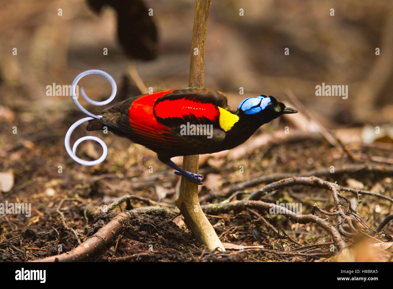 Wilson's Bird-of-paradise (Cicinnurus respublica) male, New Guinea ...