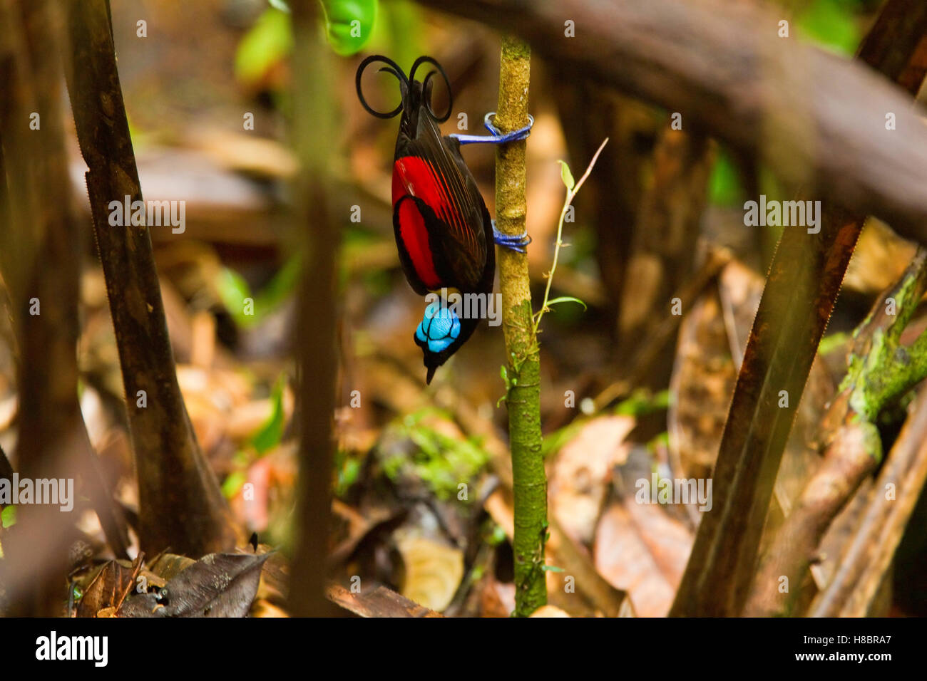 Wilson's Bird-of-paradise (Cicinnurus respublica) male, New Guinea ...