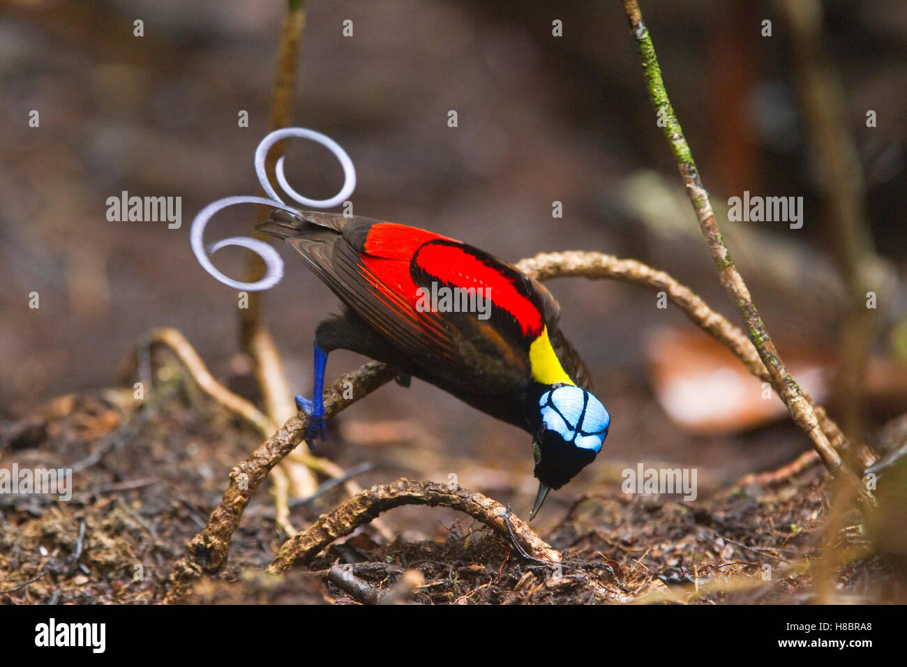 Wilson's Bird-of-paradise (Cicinnurus respublica) male cleaning display ...