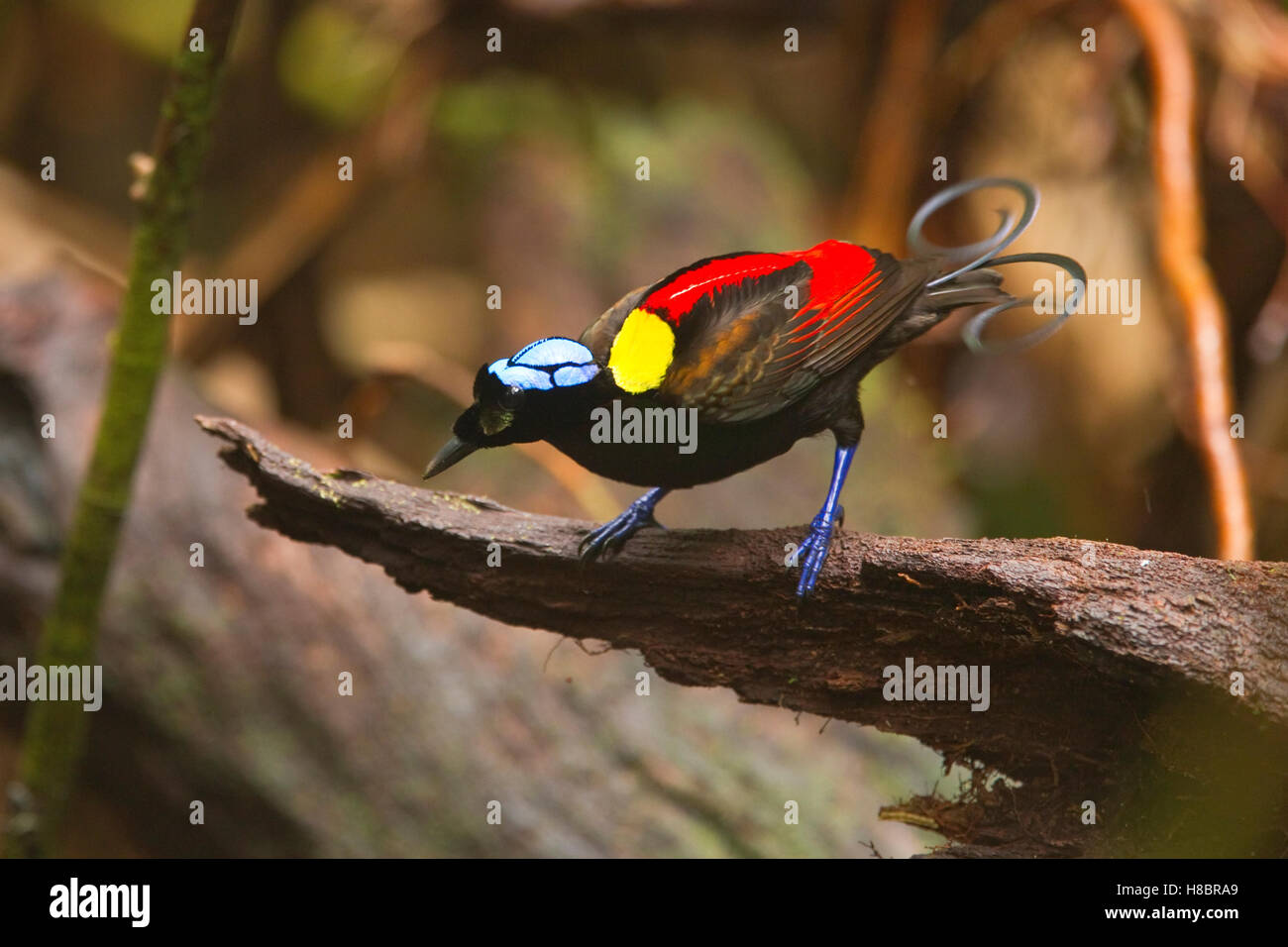 Wilson's Bird-of-paradise (Cicinnurus respublica) male, New Guinea ...