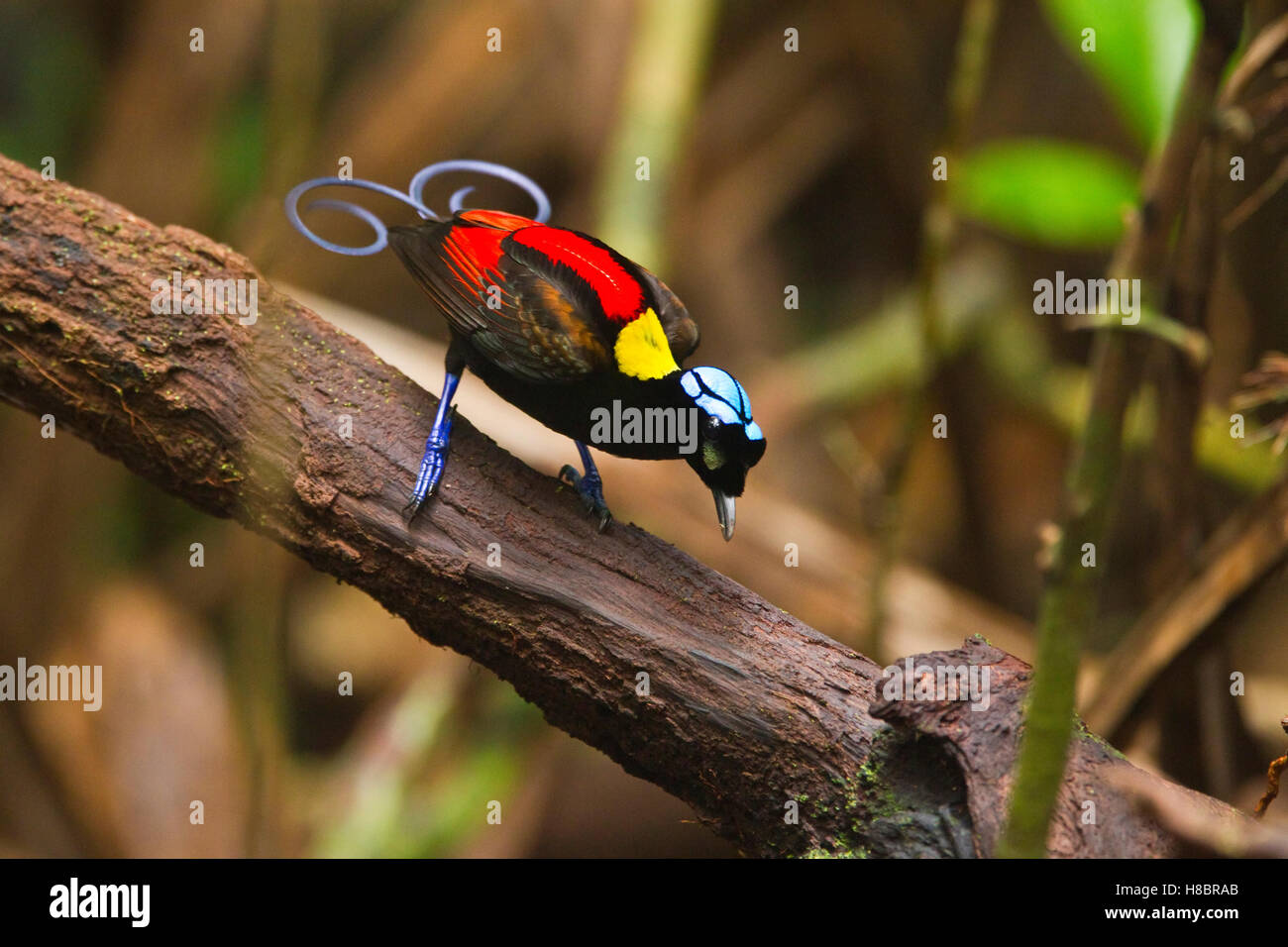 Wilson's Bird-of-paradise (Cicinnurus respublica) male, New Guinea ...
