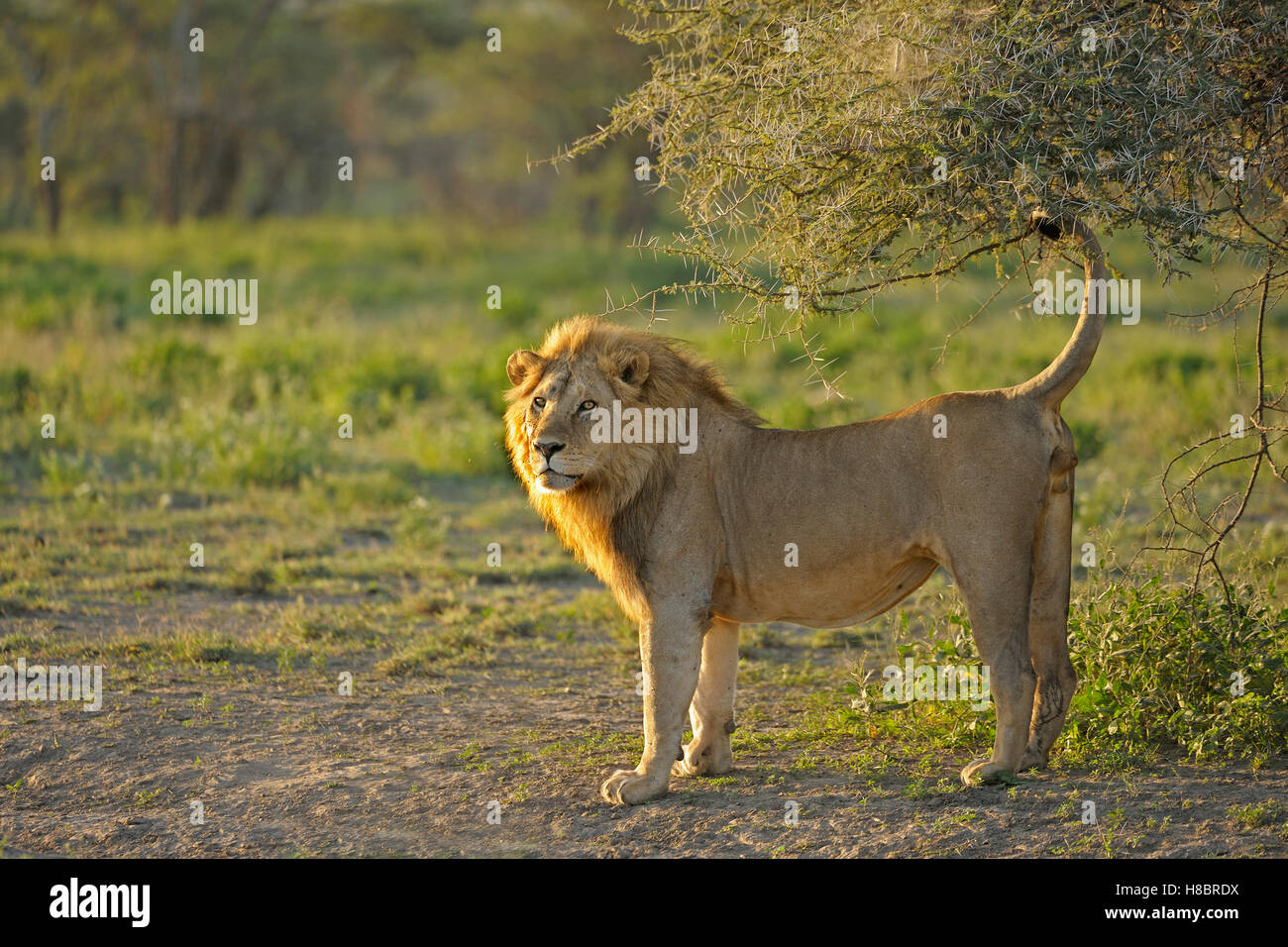 African Lion (Panthera leo) male scent marking territory, Serengeti ...