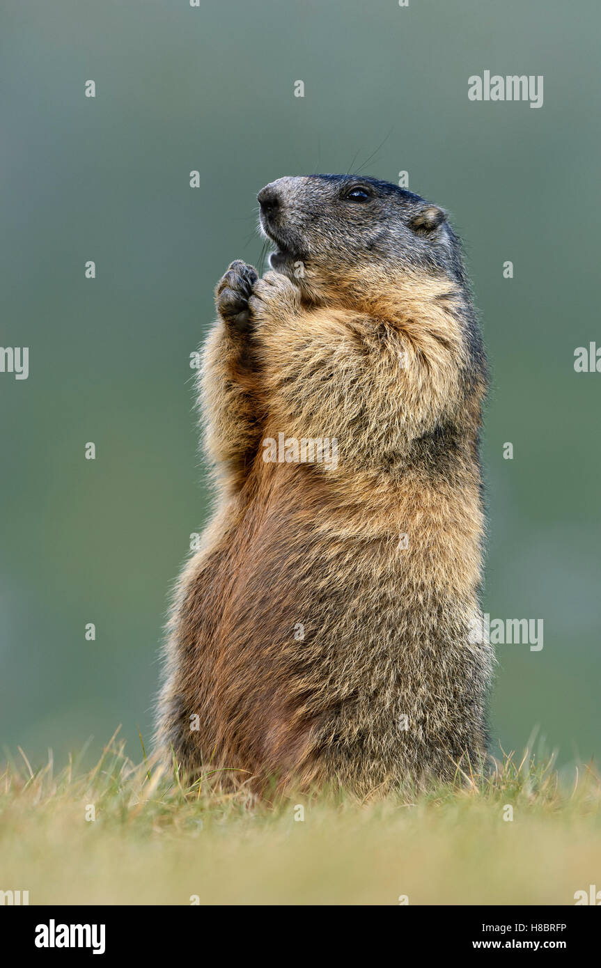 Alpine Marmot (Marmota marmota) standing on rear legs, Hohe Tauern ...