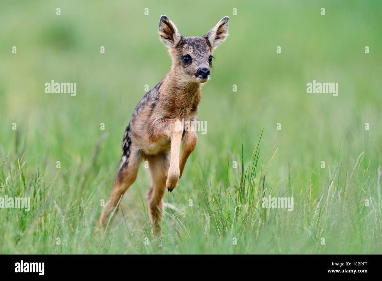Western Roe Deer (Capreolus capreolus) juvenile running, Germany Stock ...