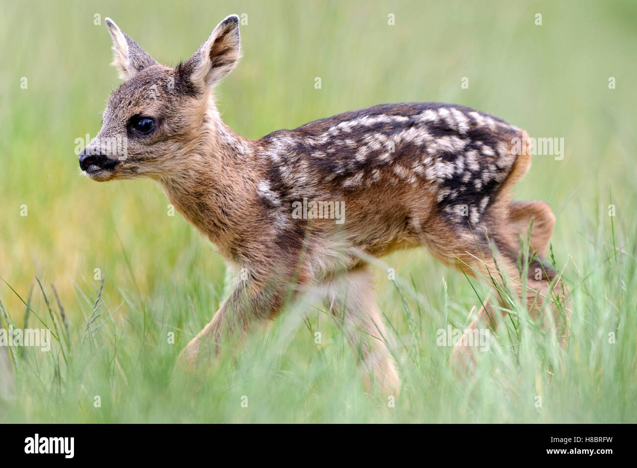 Western Roe Deer (Capreolus capreolus) juvenile, Germany Stock Photo ...