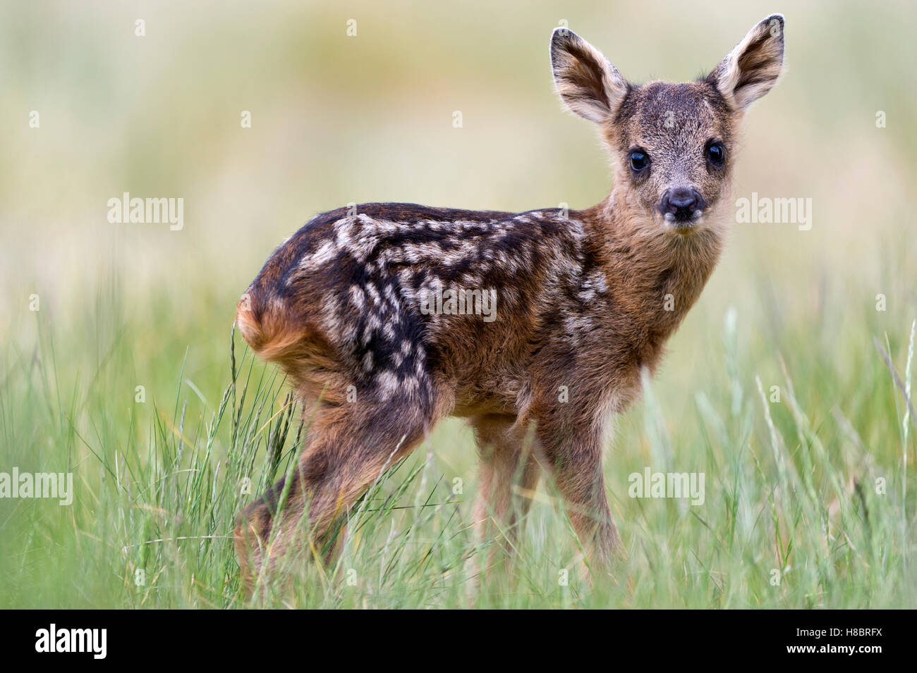 Western Roe Deer (Capreolus capreolus) juvenile, Germany Stock Photo ...