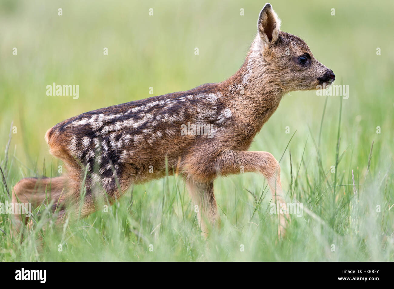 Western Roe Deer (Capreolus capreolus) juvenile, Germany Stock Photo ...