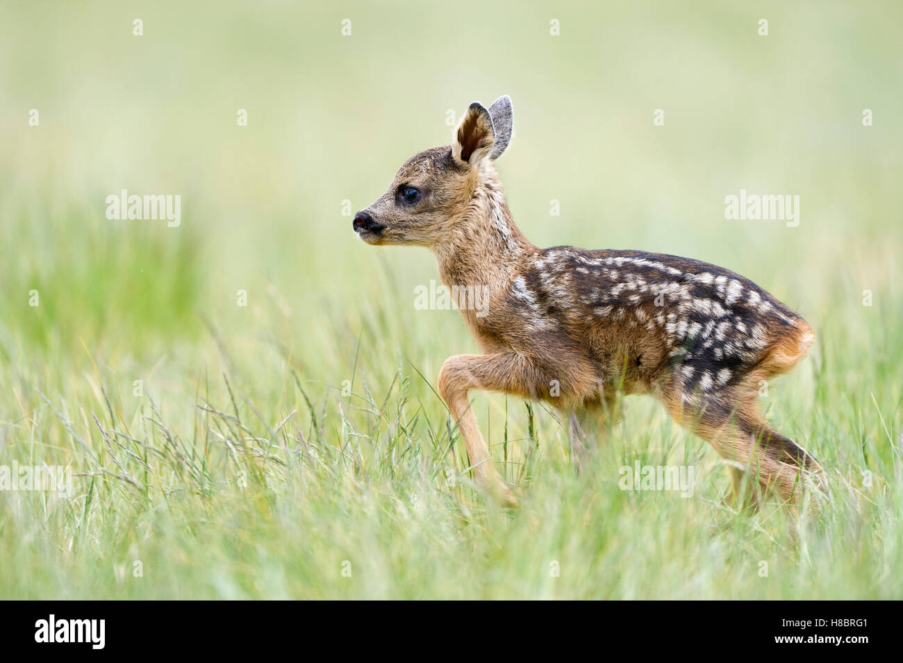 Western Roe Deer (Capreolus capreolus) juvenile, Germany Stock Photo ...
