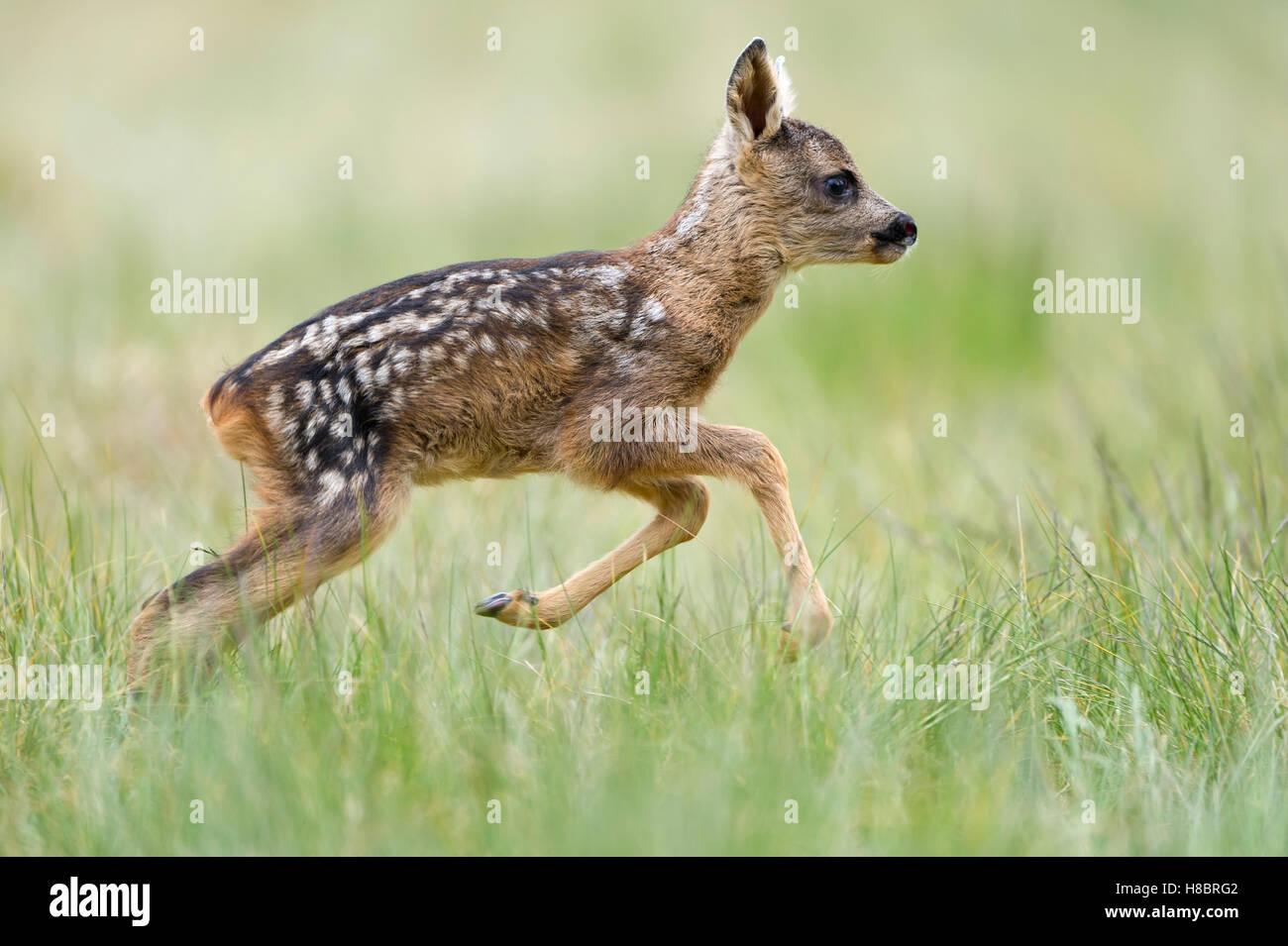 Western Roe Deer (Capreolus capreolus) juvenile running, Germany Stock ...