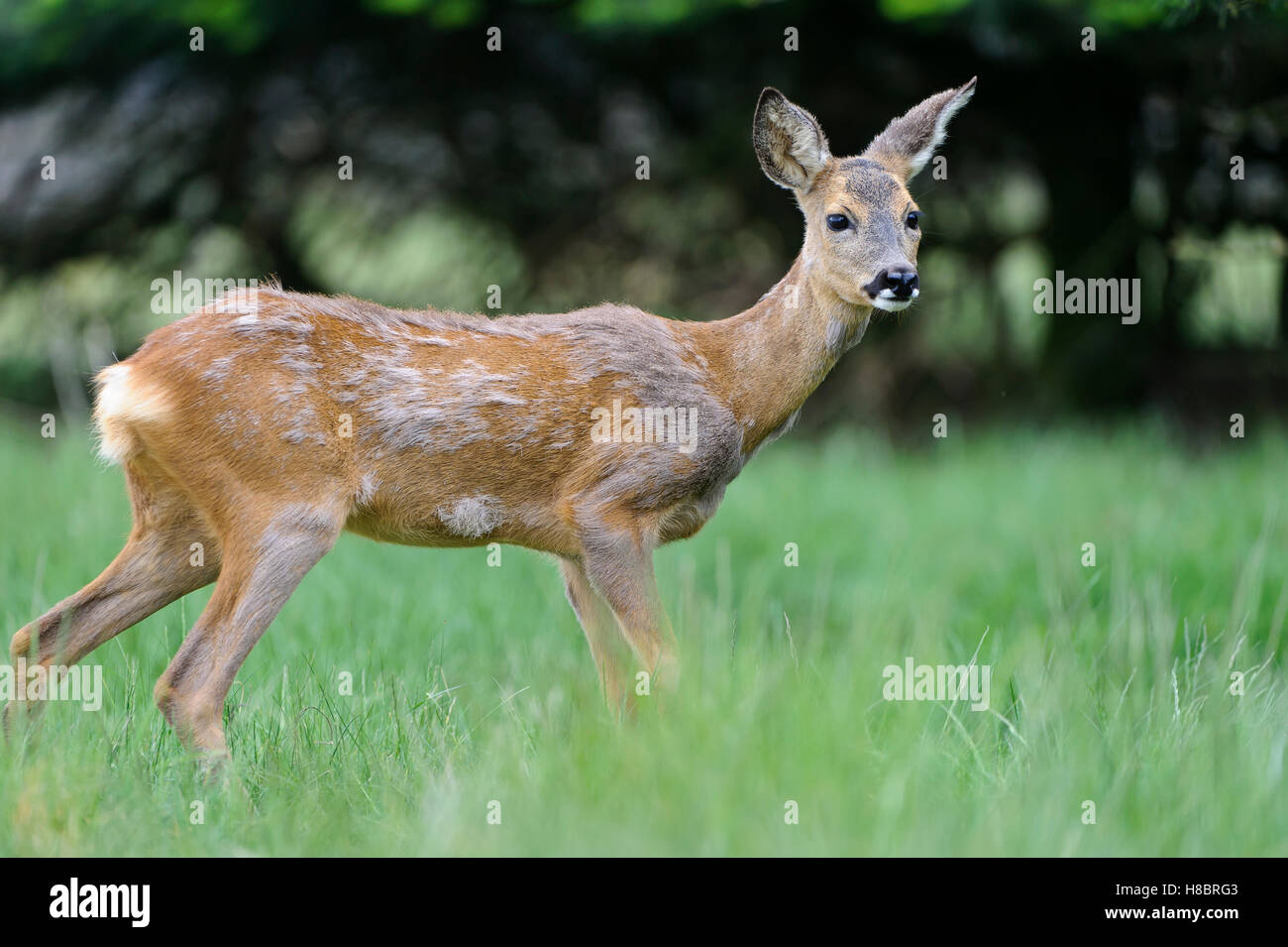 Western Roe Deer (Capreolus capreolus) doe molting, Germany Stock Photo ...