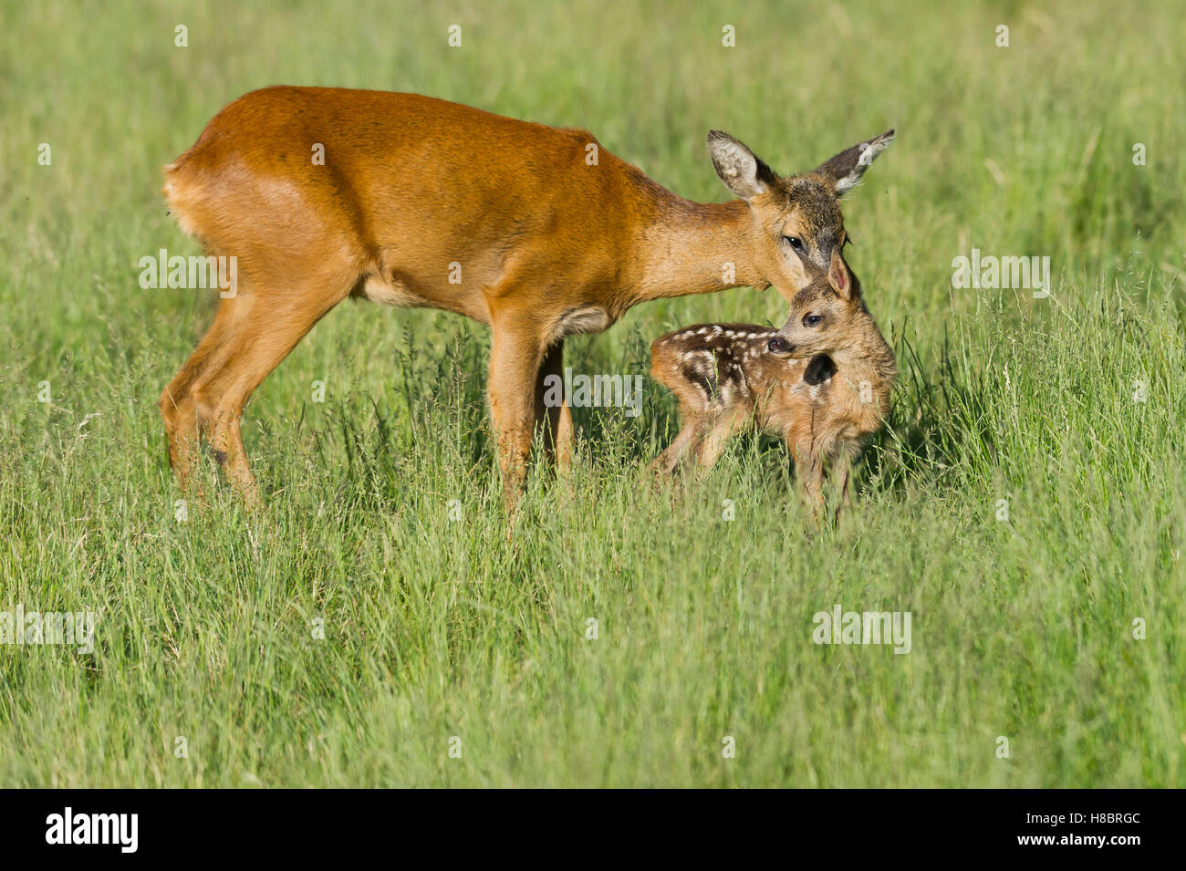 Western Roe Deer (Capreolus capreolus) mother with fawn, Germany Stock ...