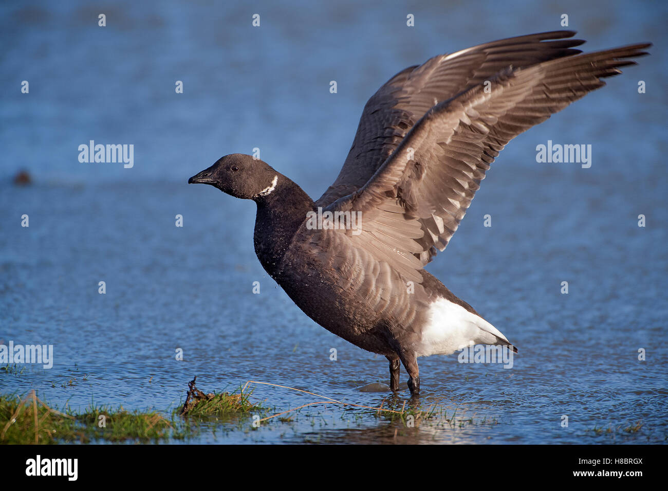 Brant (Branta bernicla) flapping wings, Holwerd, Friesland, Netherlands ...