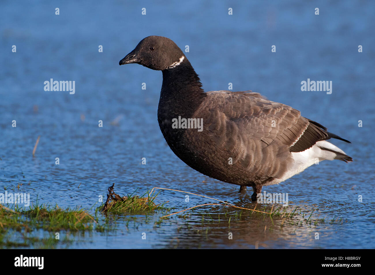 Brant (Branta bernicla), Holwerd, Friesland, Netherlands Stock Photo ...