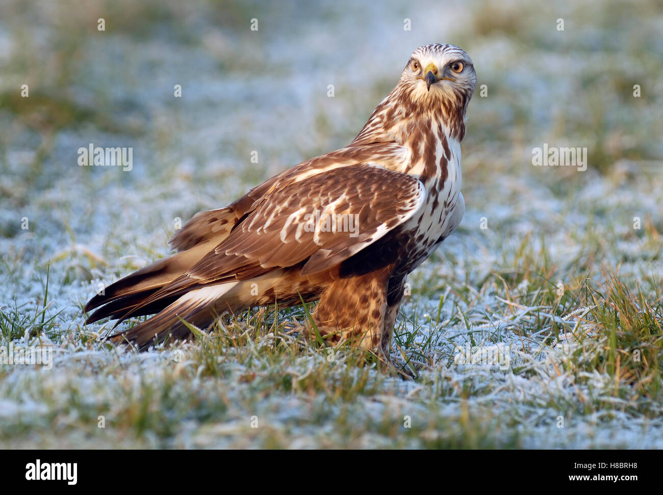 Rough-legged Hawk (Buteo lagopus), Lauwersmeer, Groningen, Netherlands ...