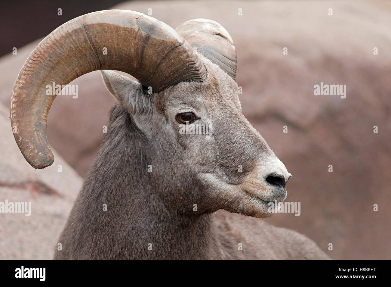 Bighorn Sheep (Ovis canadensis) male, Burgers Zoo, Arnhem, Gelderland ...