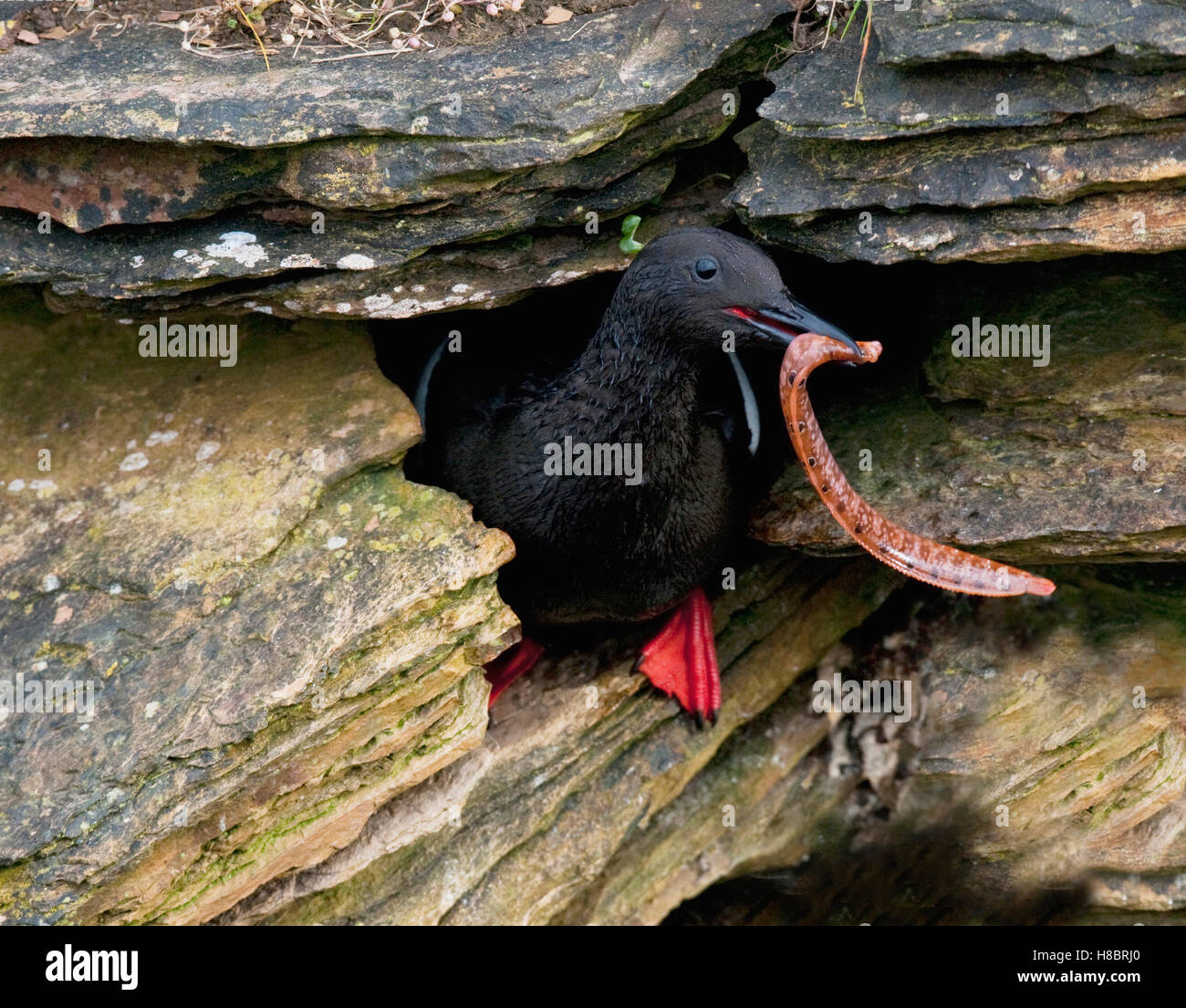 Black Guillemot (Cepphus grylle) with fish prey at nest burrow ...
