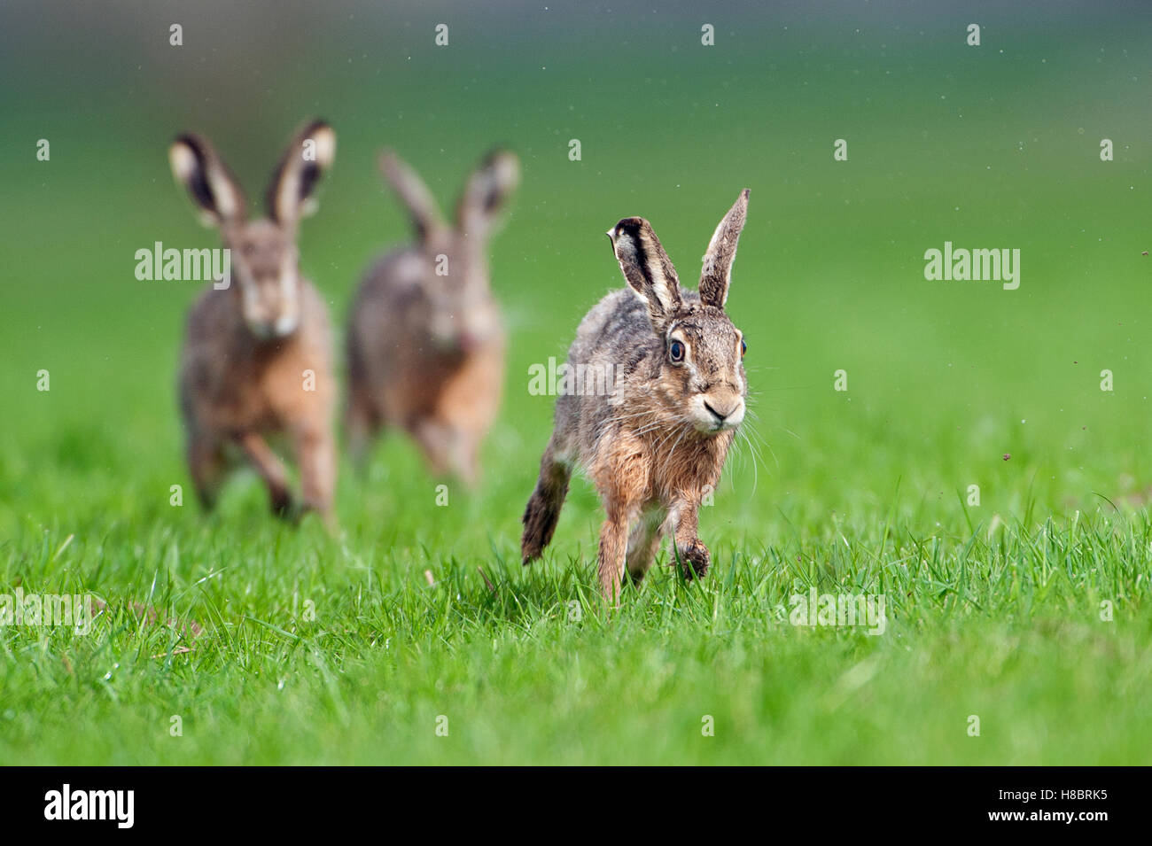 European Hare (Lepus europaeus) males chasing a female, Arkemheen ...