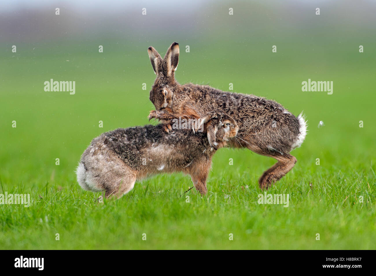 European Hare (Lepus europaeus) pair of males fighting, Arkemheen ...