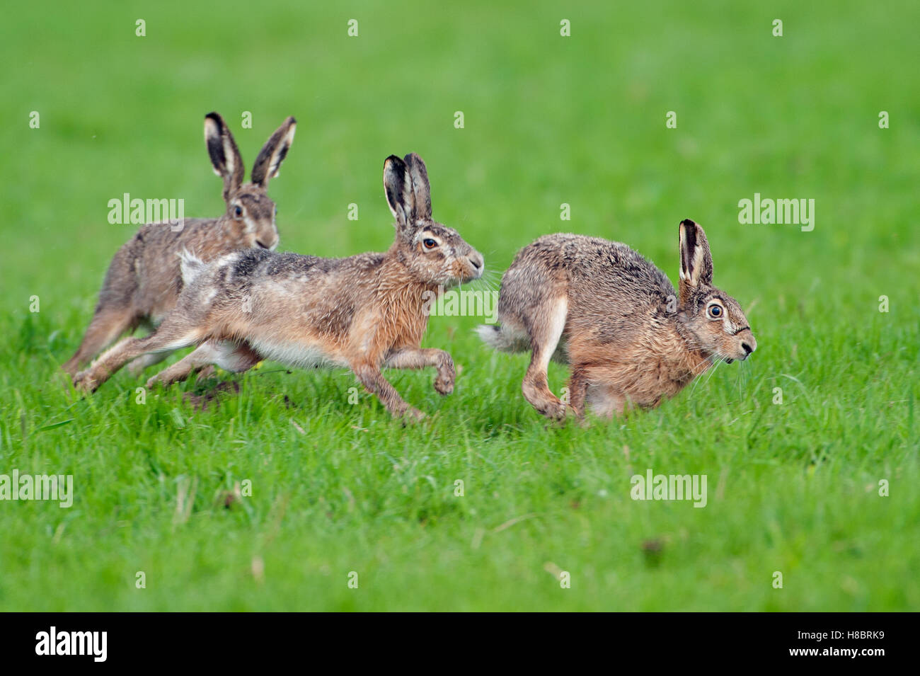 European Hare (Lepus europaeus) males chasing a female, Arkemheen ...