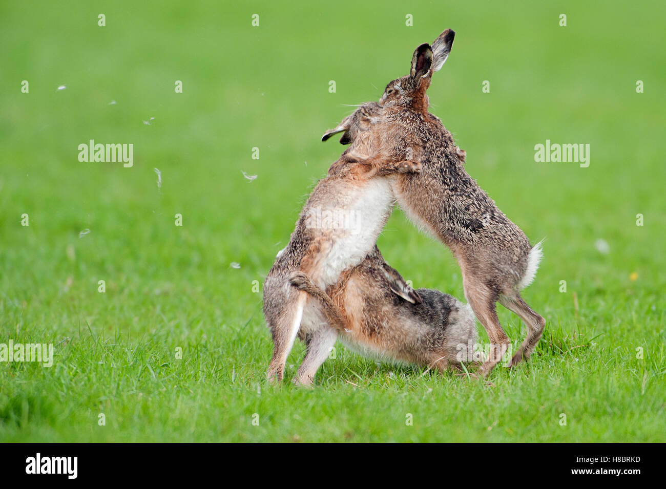 European Hare (Lepus europaeus) fighting, Arkemheen, Nijkerk ...