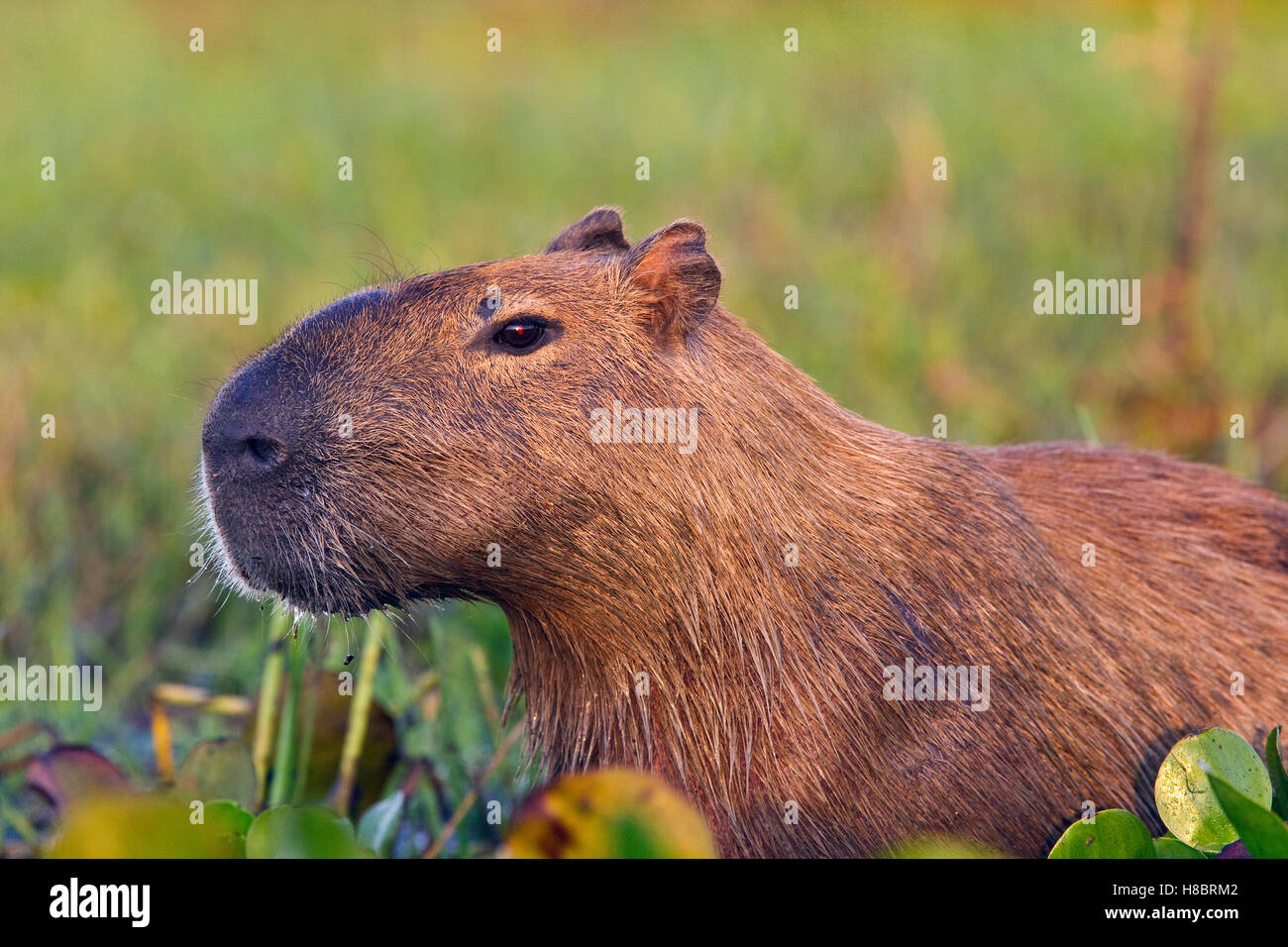 Capybara (Hydrochoerus hydrochaeris) in marsh, Venezuela Stock Photo ...