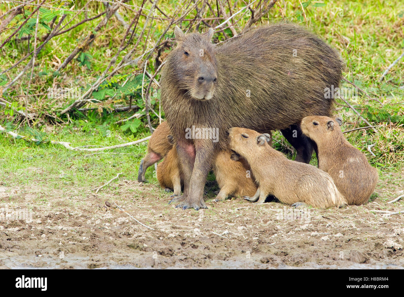 Capybara (Hydrochoerus hydrochaeris) mother nursing young, Venezuela ...