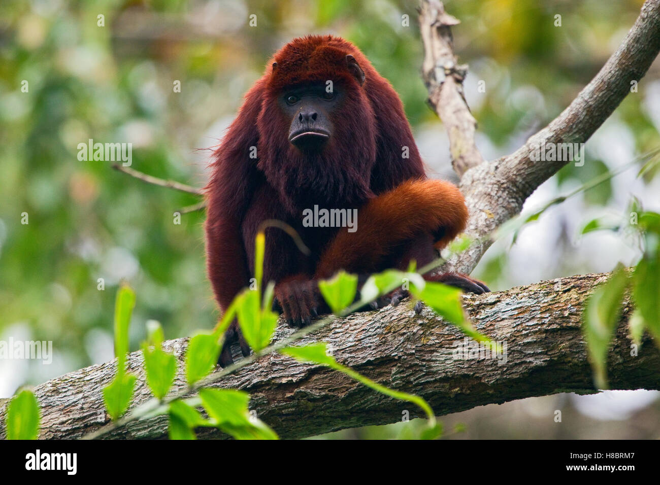 Red Howler Monkey (Alouatta seniculus), Venezuela Stock Photo - Alamy