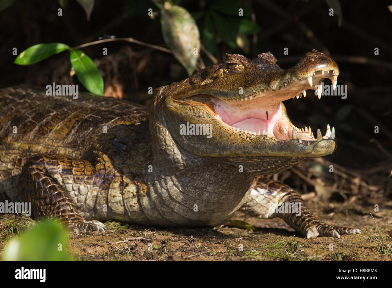 Spectacled Caiman (Caiman crocodilus) thermoregulating, Venezuela Stock ...