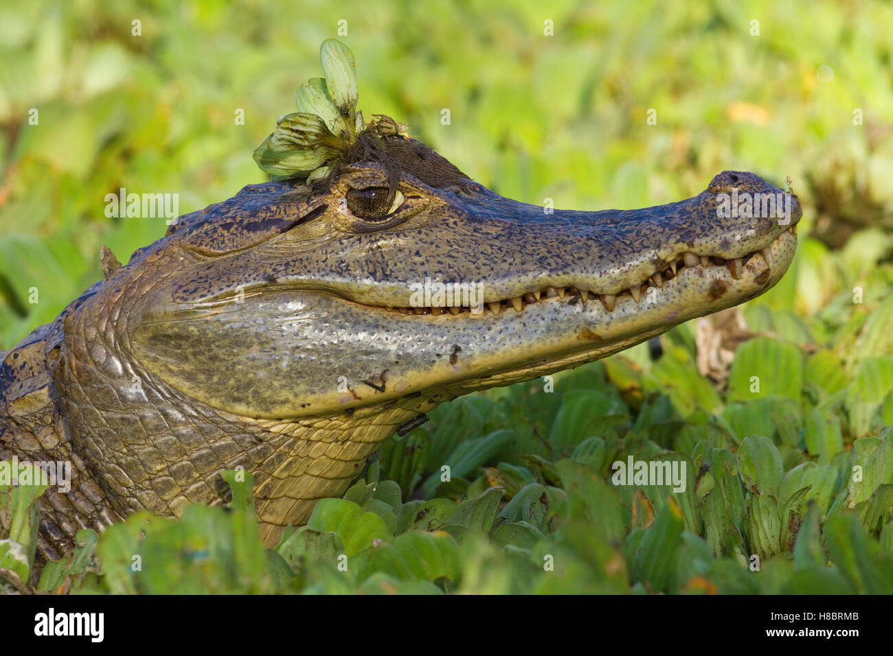 Spectacled Caiman (Caiman crocodilus) in marsh, Venezuela Stock Photo ...