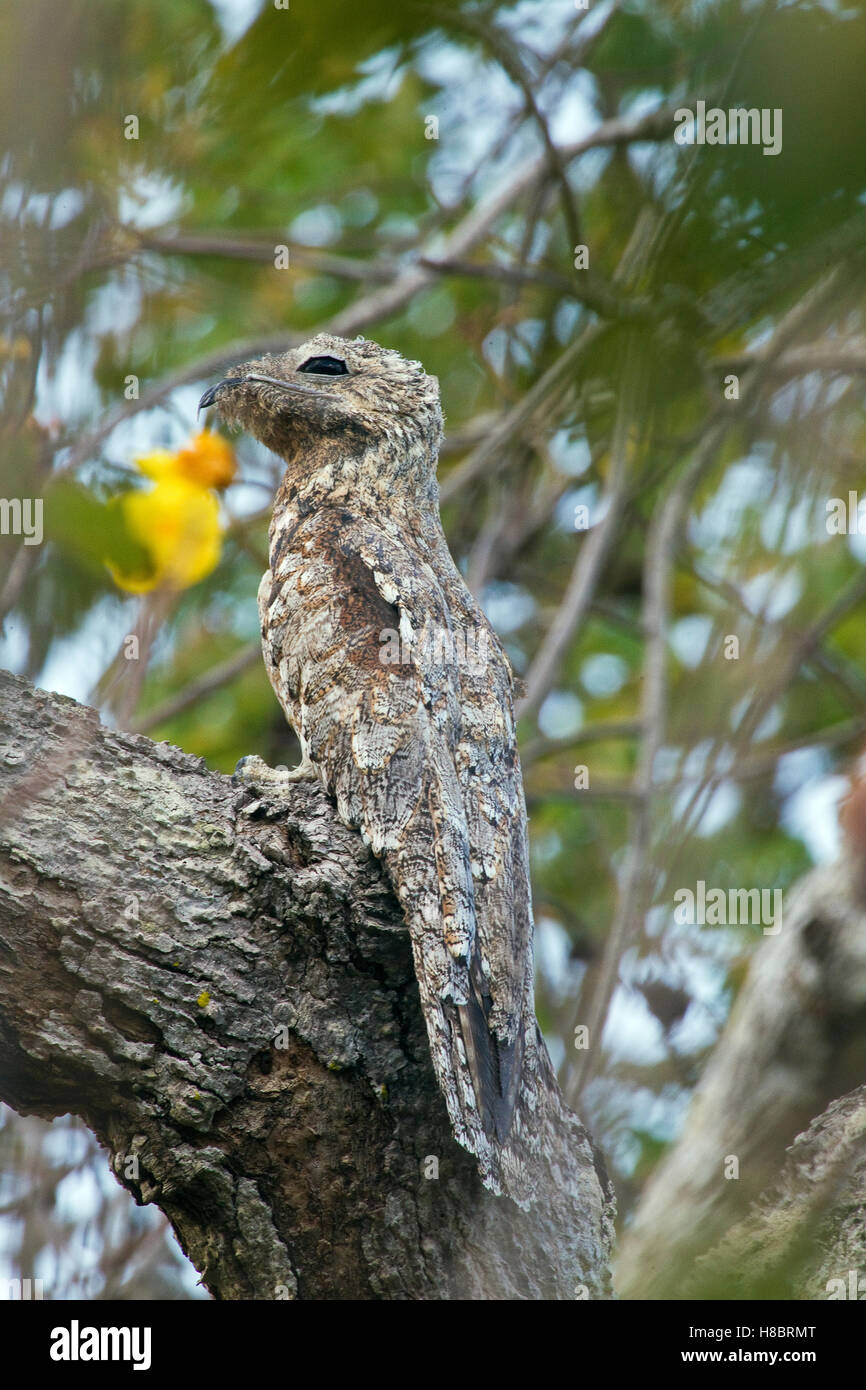 Great Potoo (Nyctibius grandis), Venezuela Stock Photo - Alamy