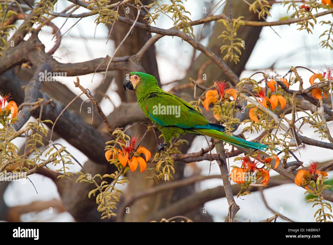 Chestnut-fronted Macaw (Ara severa), Venezuela Stock Photo - Alamy