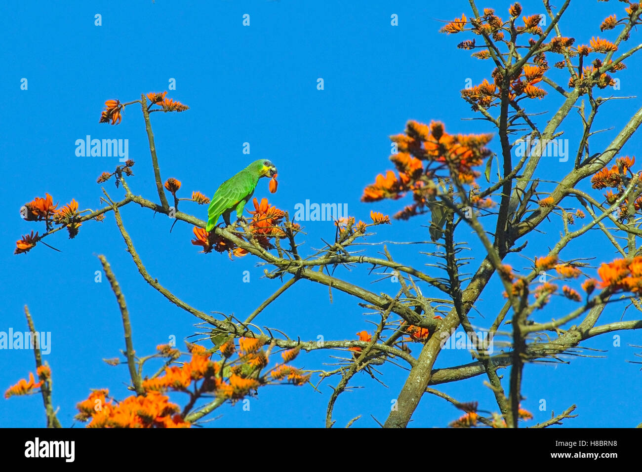 Orange-winged Parrot (Amazona amazonica), Venezuela Stock Photo - Alamy