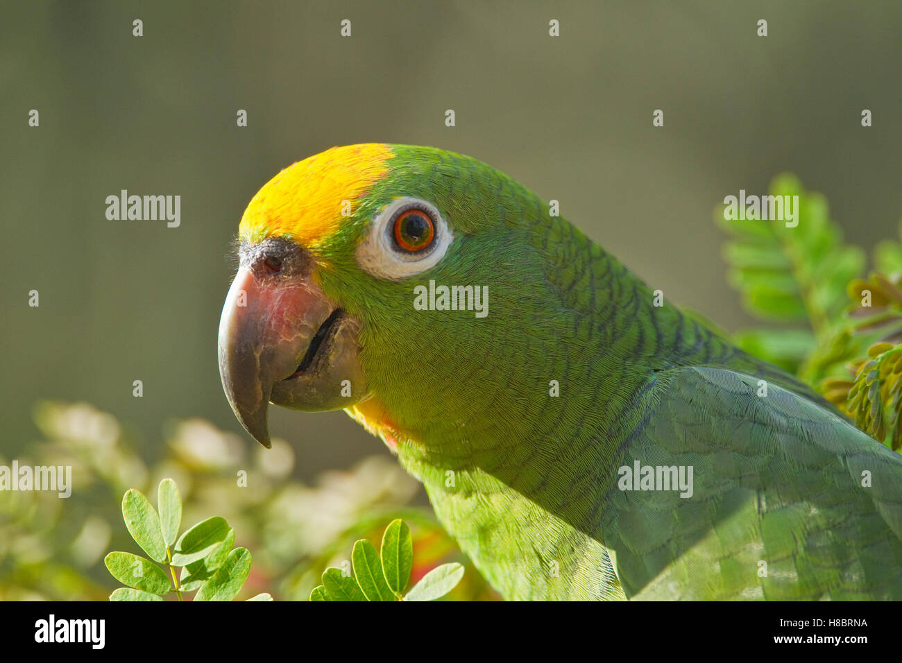 Yellow-crowned Parrot (Amazona ochrocephala), Venezuela Stock Photo - Alamy