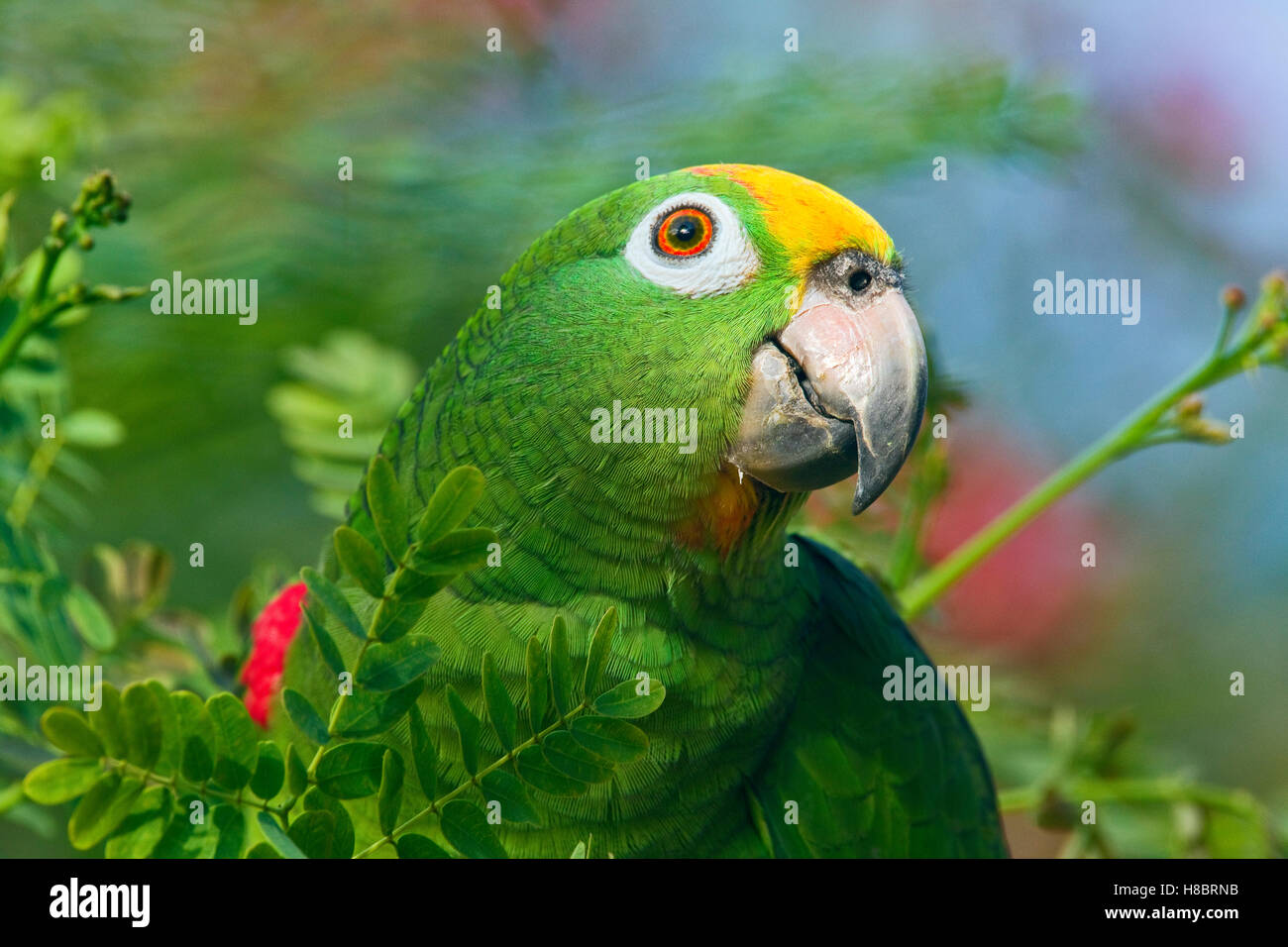 Yellow-crowned Parrot (Amazona ochrocephala), Venezuela Stock Photo - Alamy