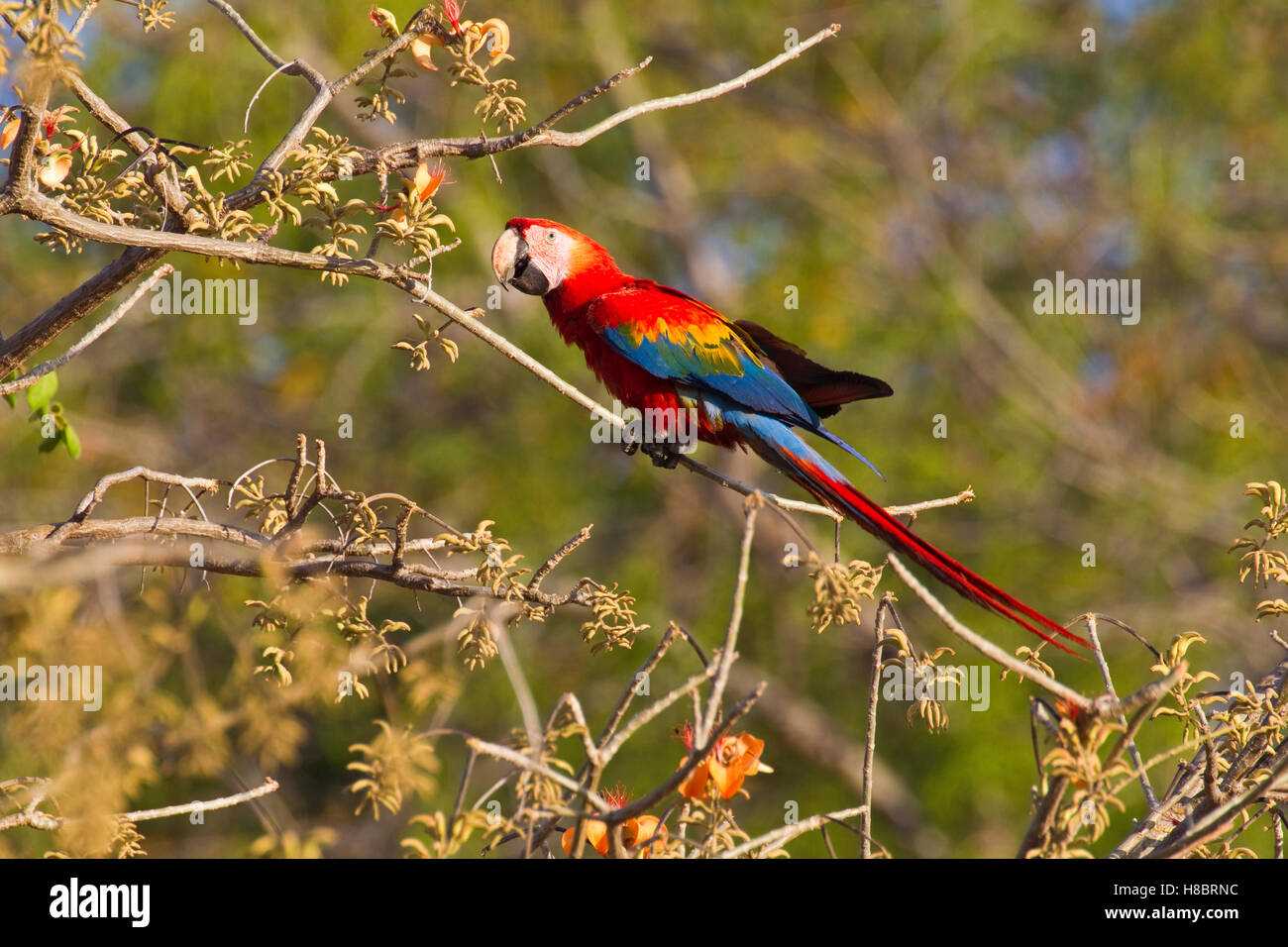 Scarlet Macaw (Ara macao), Venezuela Stock Photo - Alamy