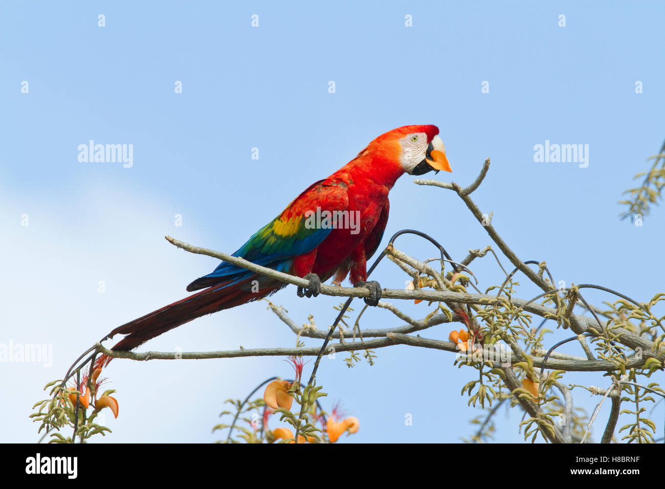 Scarlet Macaw (Ara macao) foraging in blooming tree, Venezuela Stock ...