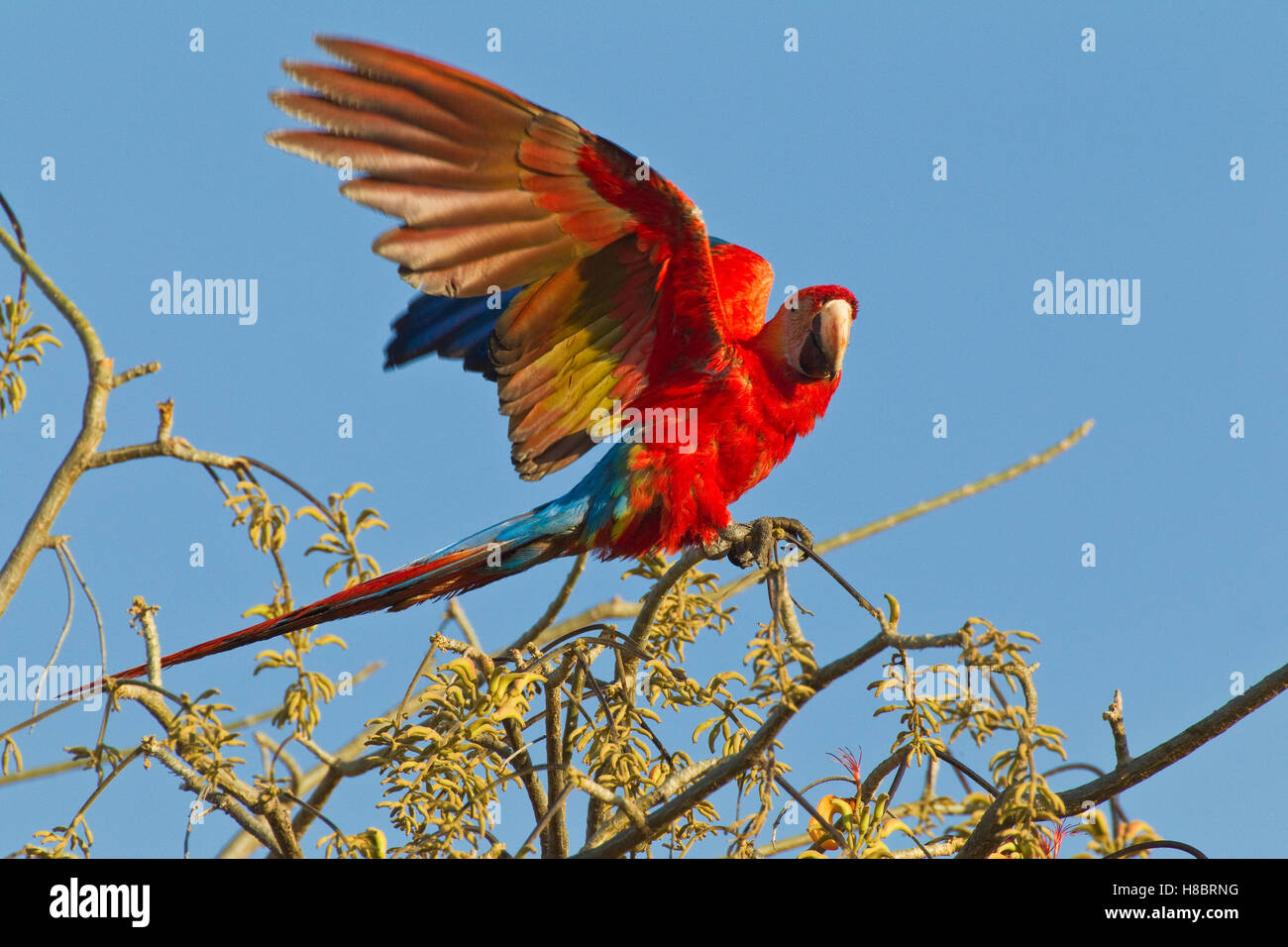 Scarlet Macaw (Ara macao) spreading wings, Venezuela Stock Photo - Alamy