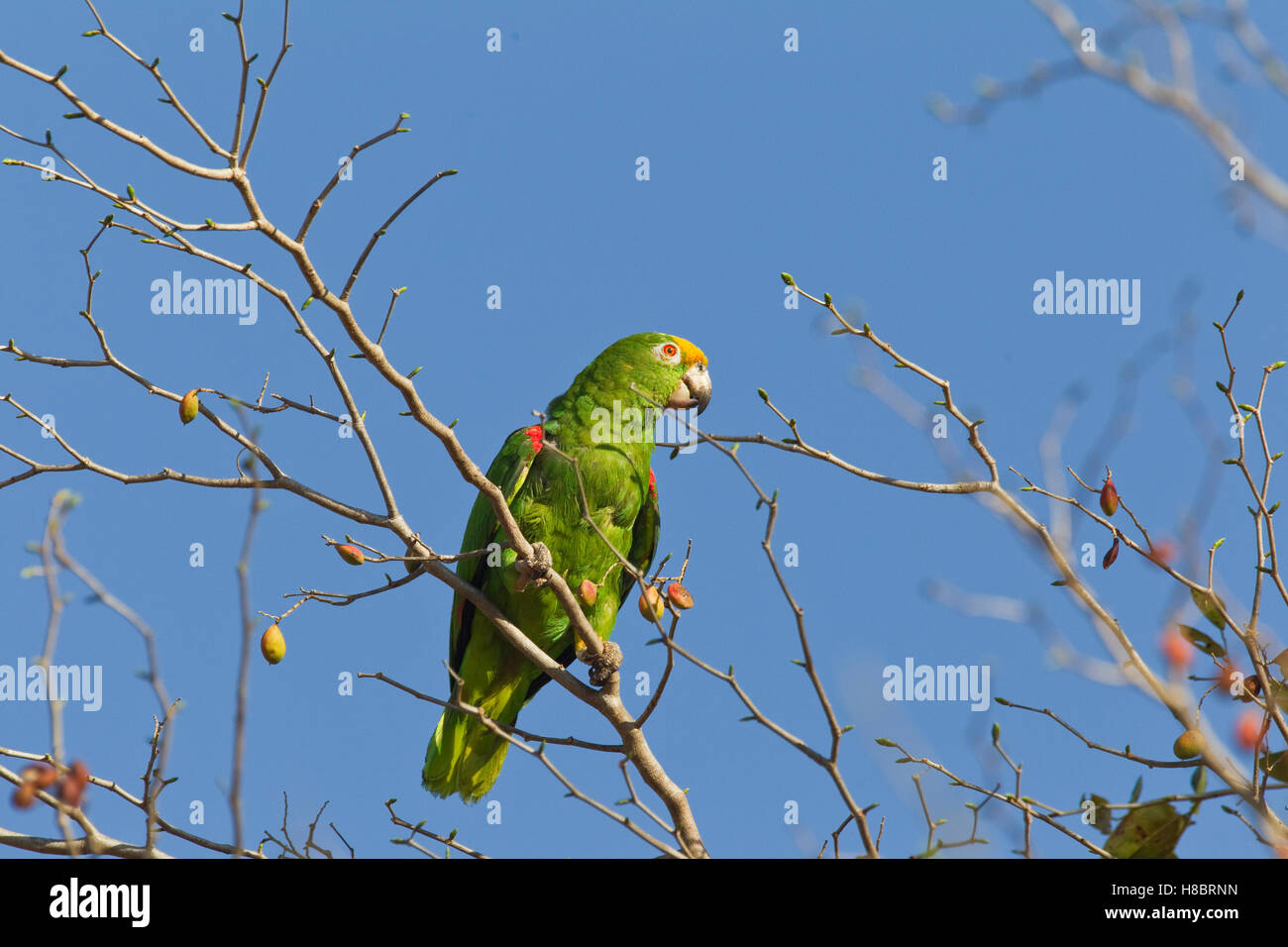 Yellow-crowned Parrot (Amazona ochrocephala), Venezuela Stock Photo - Alamy