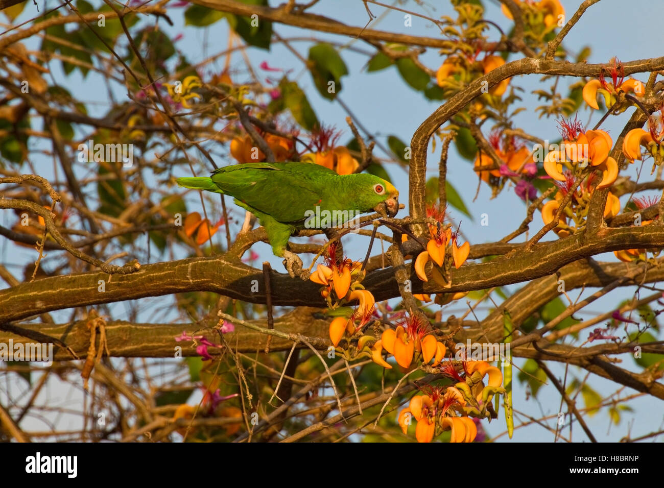 Yellow-crowned Parrot (Amazona ochrocephala) feeding, Venezuela Stock ...
