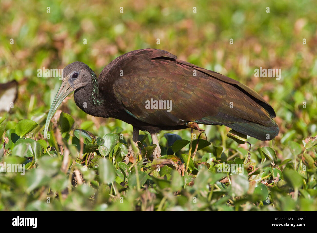 Green Ibis (Mesembrinibis cayennensis) foraging in marsh, Venezuela ...