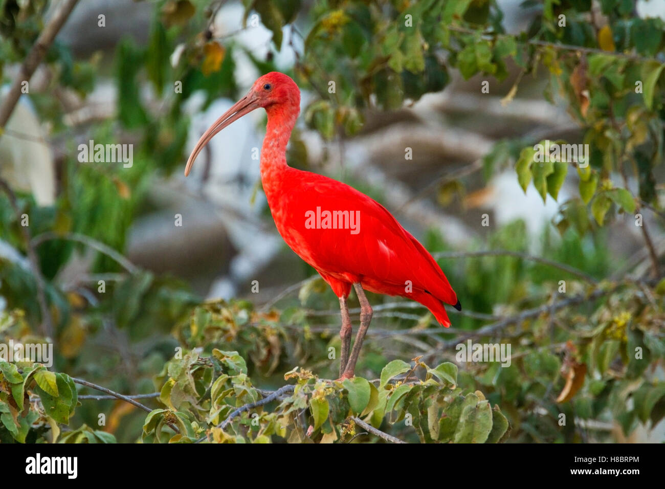 Scarlet Ibis (Eudocimus ruber), Venezuela Stock Photo - Alamy