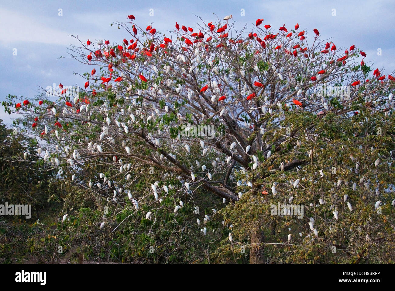 Scarlet Ibis (Eudocimus ruber) and Cattle Egret (Bubulcus ibis) flock ...