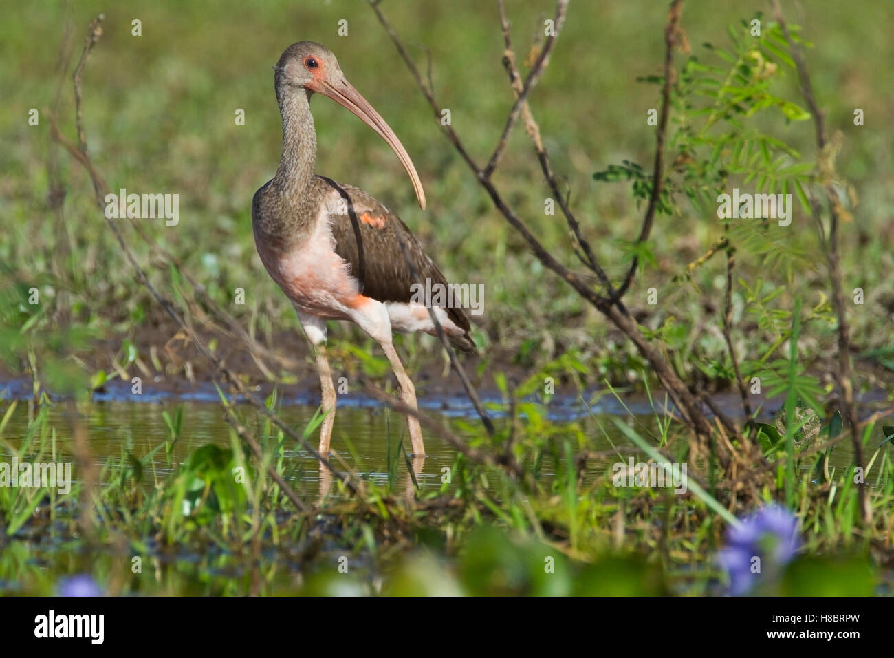Scarlet Ibis (Eudocimus ruber) chick, Venezuela Stock Photo - Alamy