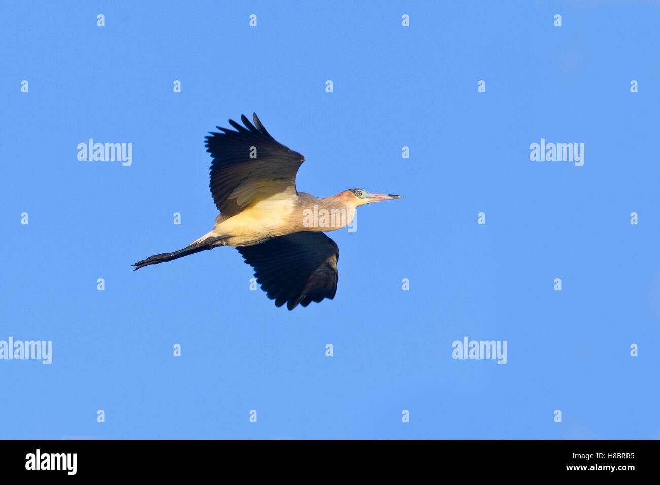 Whistling Heron (Syrigma sibilatrix) flying, Venezuela Stock Photo - Alamy