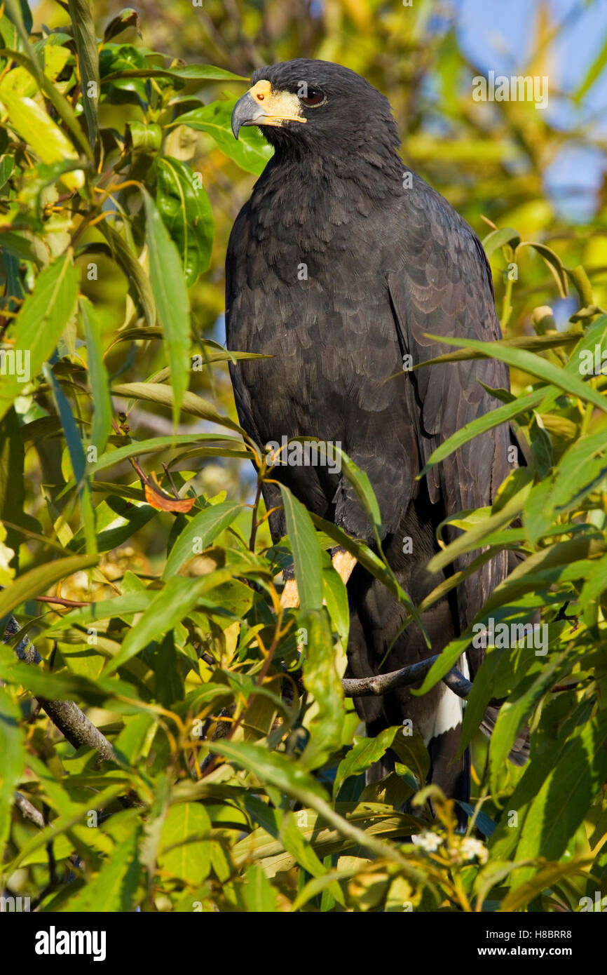 Great Black Hawk (Buteogallus urubitinga), Venezuela Stock Photo - Alamy