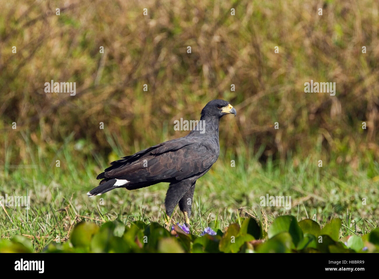 Great Black Hawk (Buteogallus urubitinga), Venezuela Stock Photo - Alamy