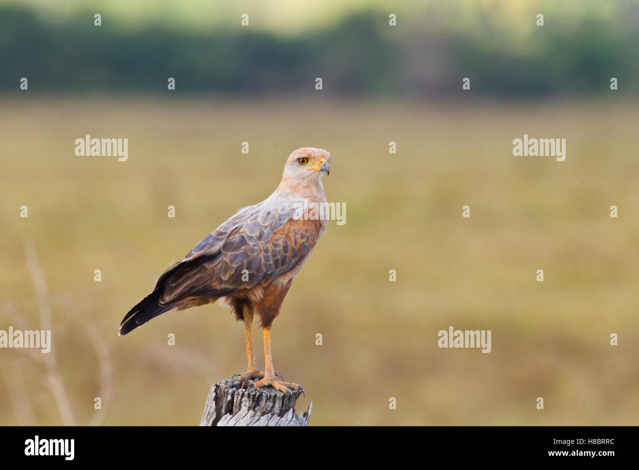 Savannah Hawk (Buteogallus meridionalis), Venezuela Stock Photo - Alamy